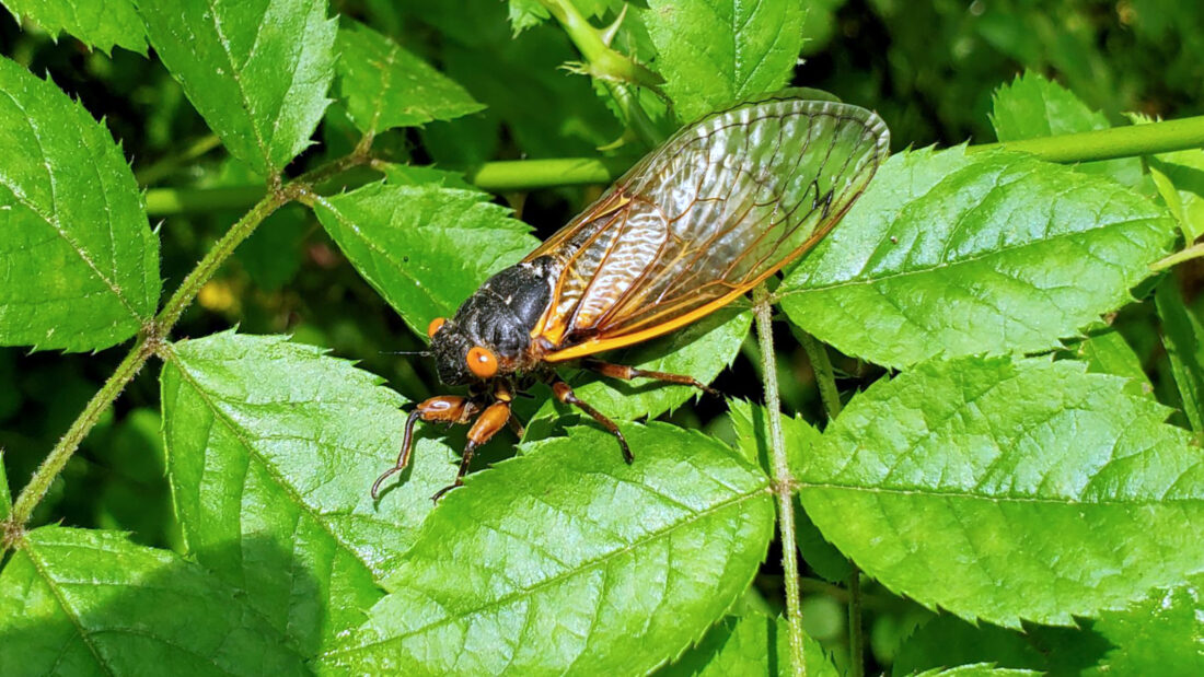 Surrounded by cicadas | News, Sports, Jobs - The Express